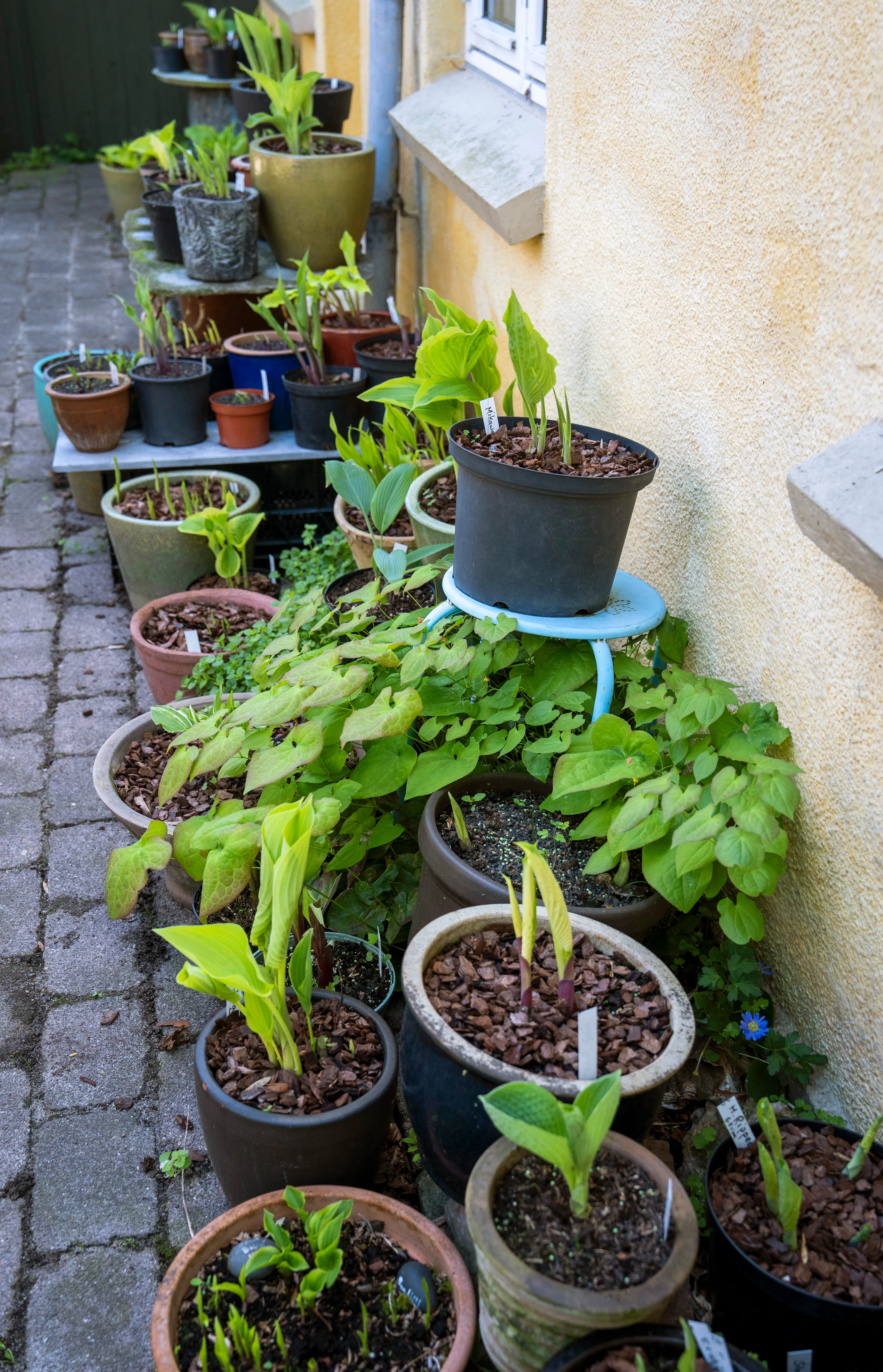 Ninjas røde hosta er en plantesensation: Jeg troede ikke mine egne øjne ...