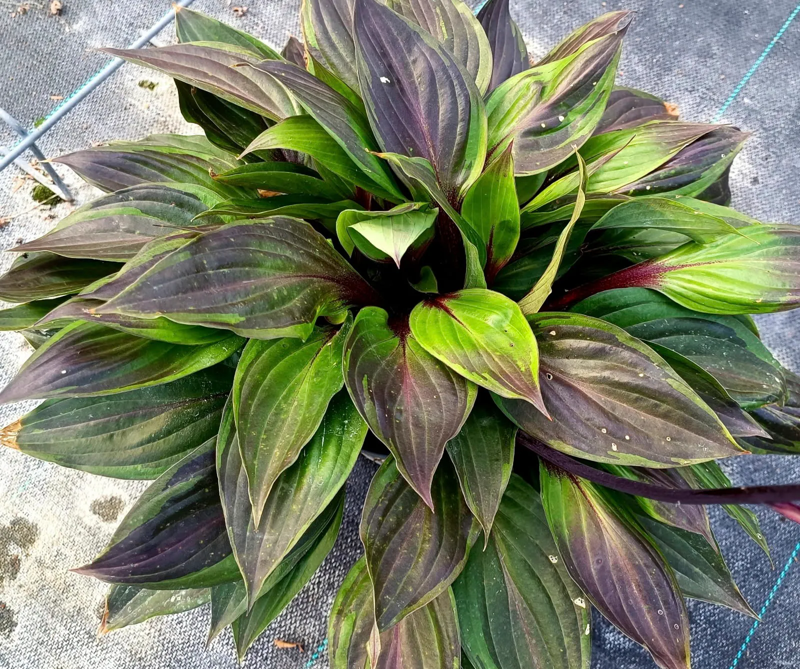 Ninjas røde hosta er en plantesensation: Jeg troede ikke mine egne øjne ...